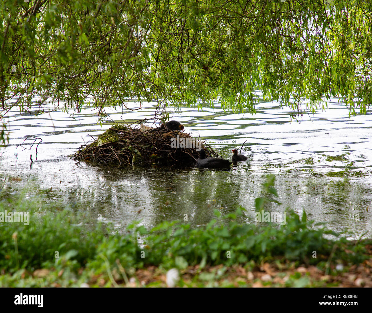 Birds nesting on the water at Roath Park, Cardiff Stock Photo - Alamy