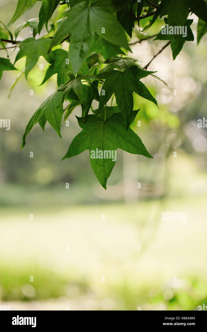 Hanging green leaves from a tree, UK Stock Photo - Alamy