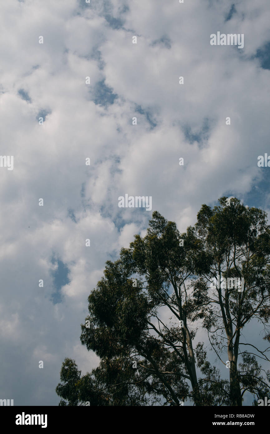 Looking into a treetop in spring hi-res stock photography and images ...
