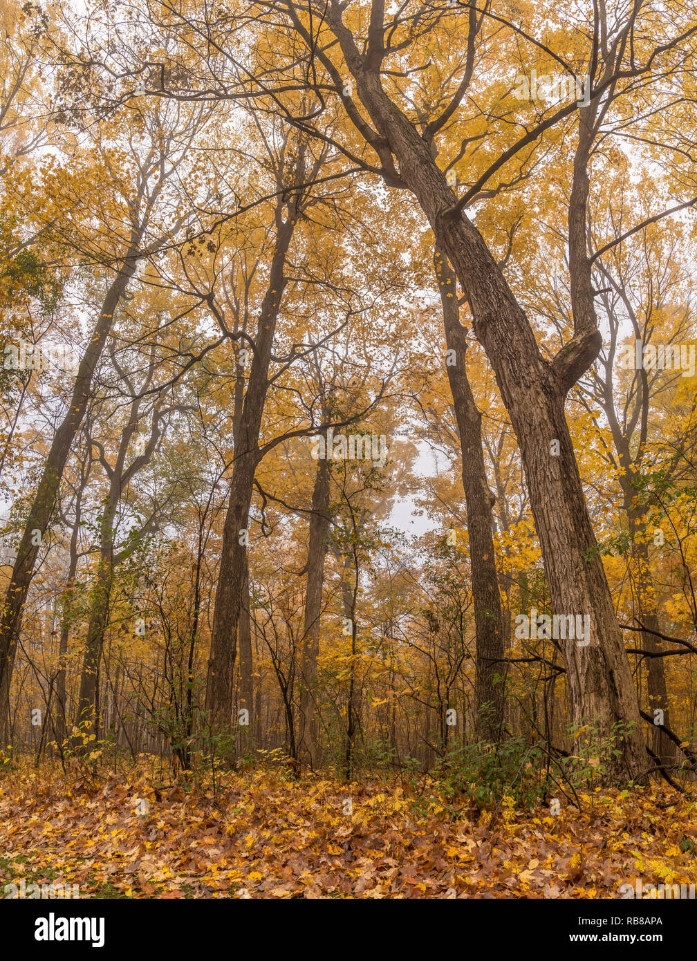 Red timber trees hi-res stock photography and images - Alamy