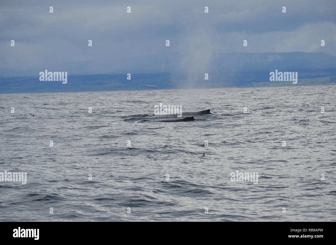 Baby humpback whales hi-res stock photography and images - Alamy