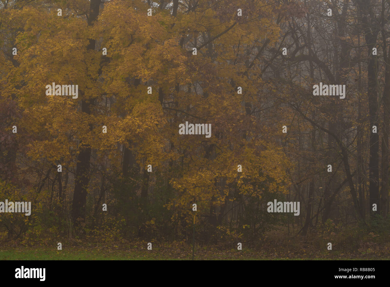 Trees in a forest in autumn morning fog Stock Photo - Alamy