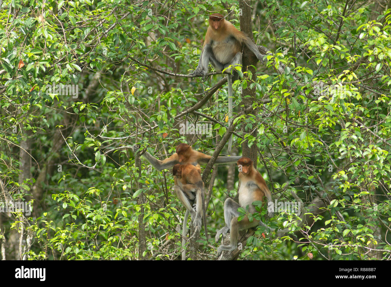 Wild proboscis monkey at mangrove forest in Sandakan Sabah Malaysia ...