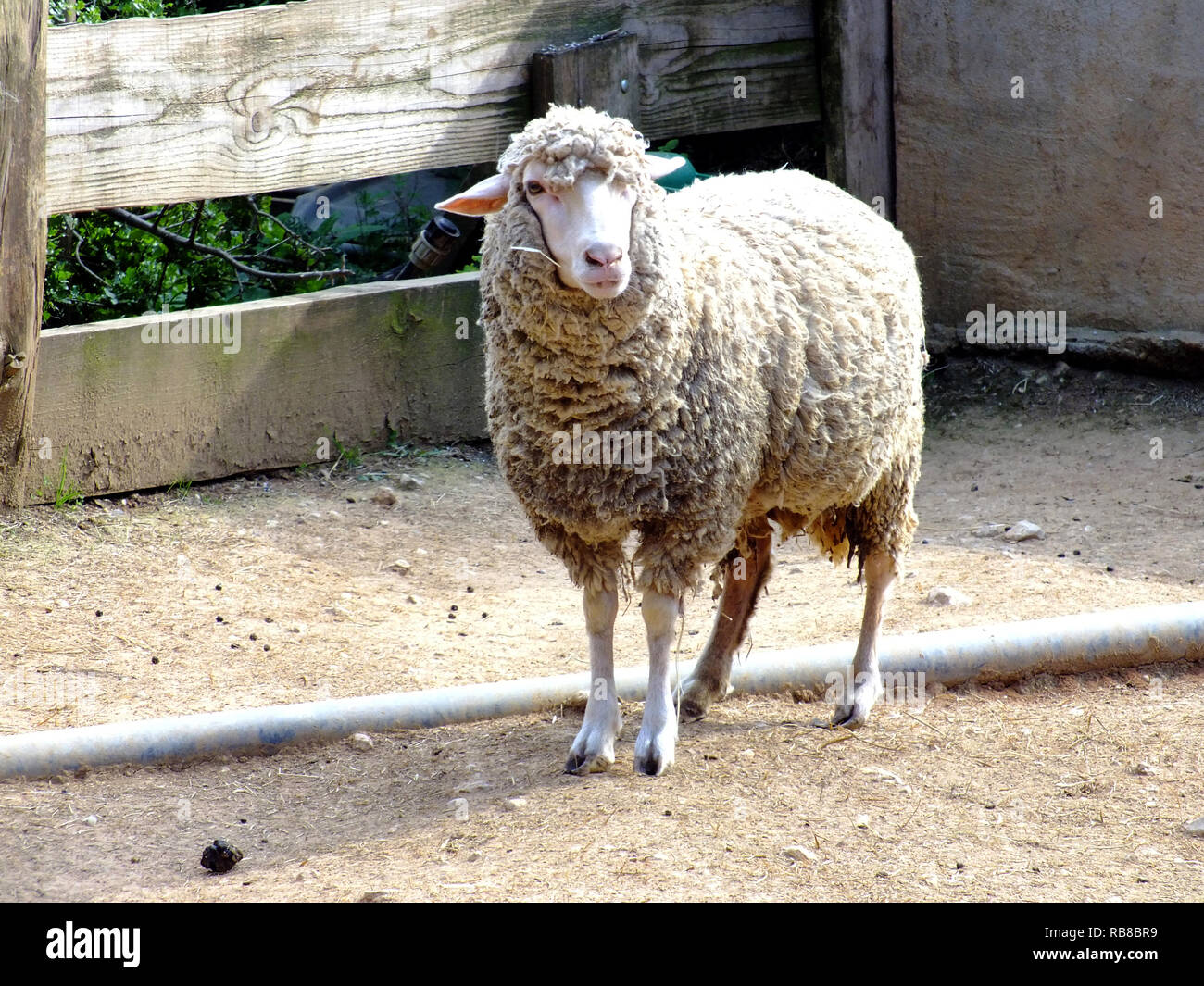 Individual sheep hi-res stock photography and images - Alamy