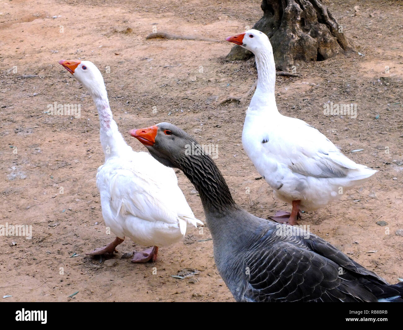 Goose husbandry hi-res stock photography and images - Alamy