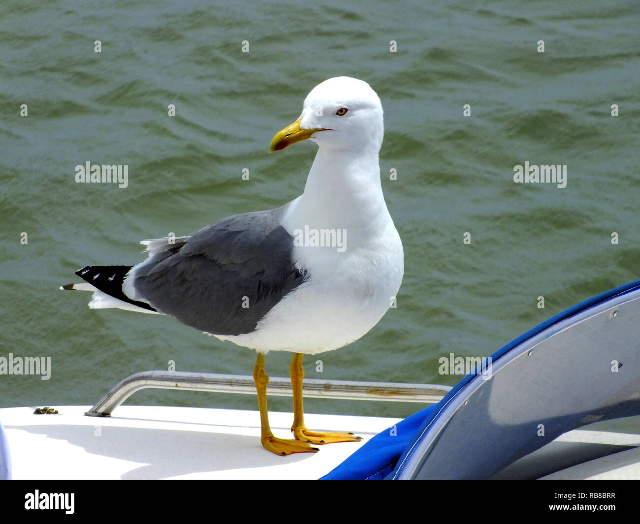 Seagull with ships hi-res stock photography and images - Alamy