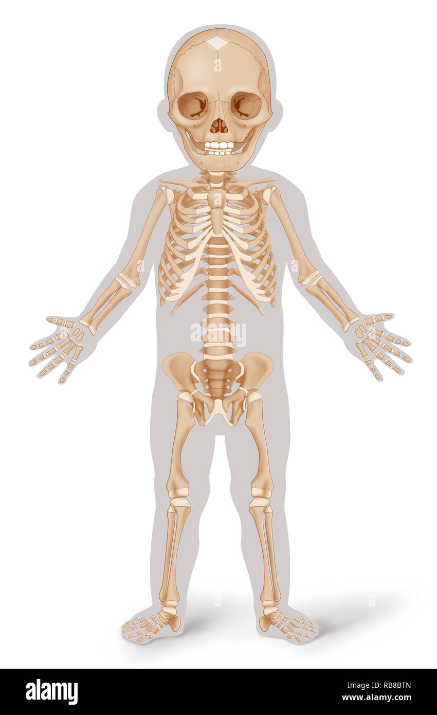 Human baby skeleton hi-res stock photography and images - Alamy