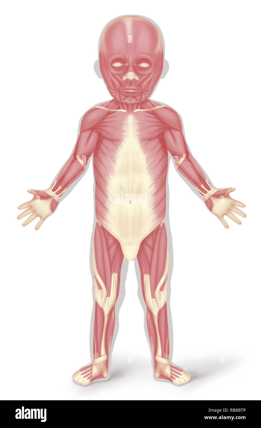 Full body muscles anatomy hi-res stock photography and images - Alamy