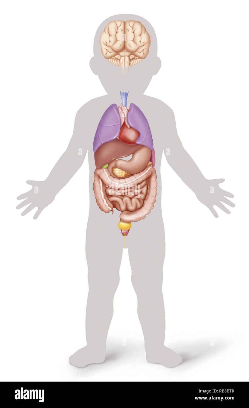 Boy anatomy hi-res stock photography and images - Alamy