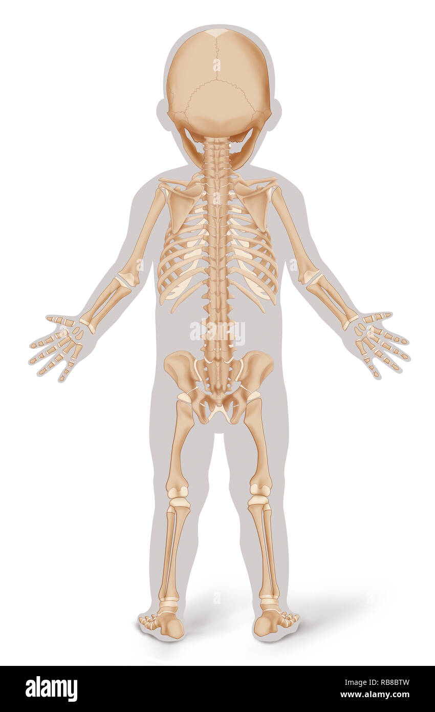 Fetus Skeleton Drawing