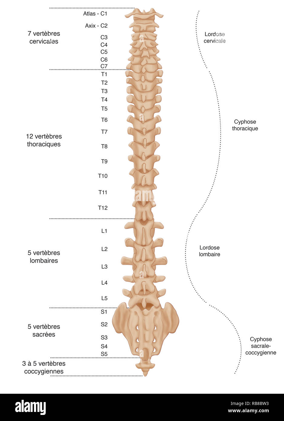 SPINAL COLUMN, ILLUSTRATION Stock Photo - Alamy