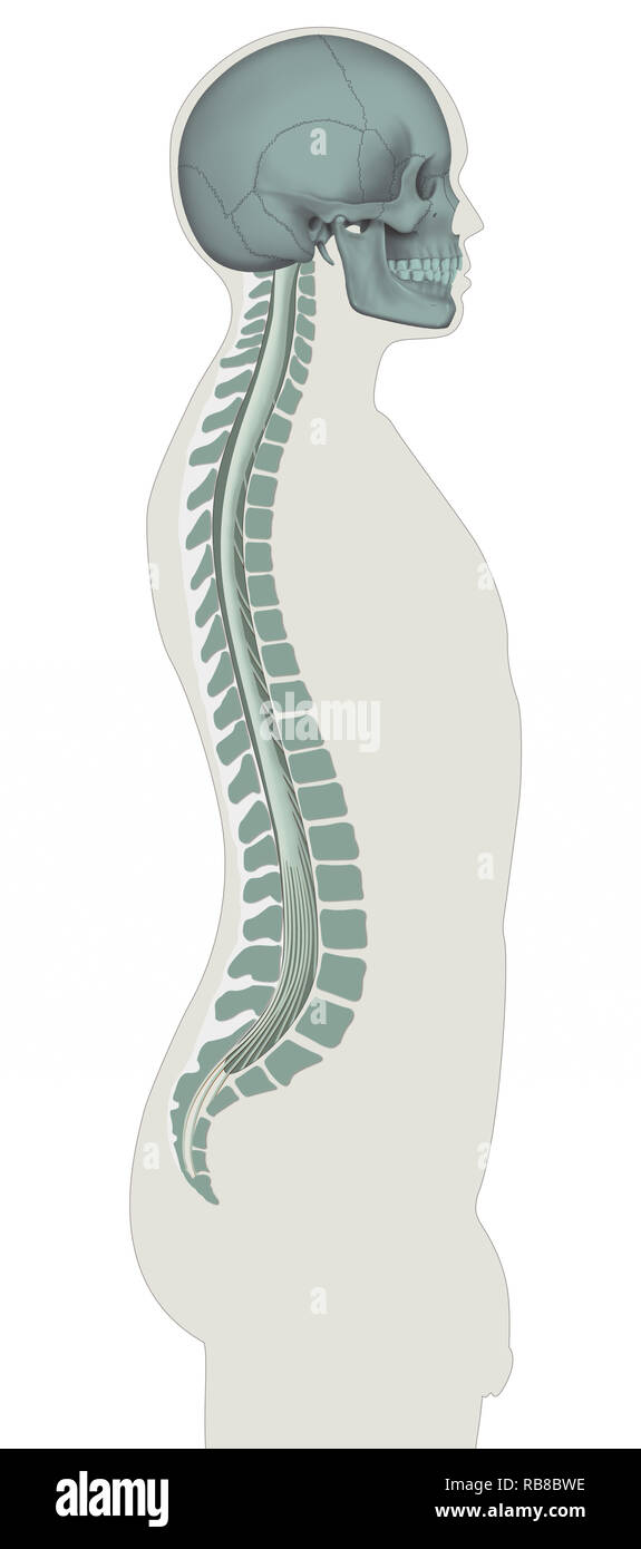 Dorsal view of spinal cord hi-res stock photography and images - Alamy