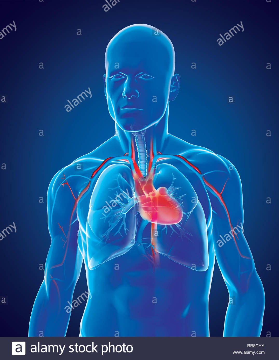 Organs Of The Thorax Stock Photos & Organs Of The Thorax Stock Images ...