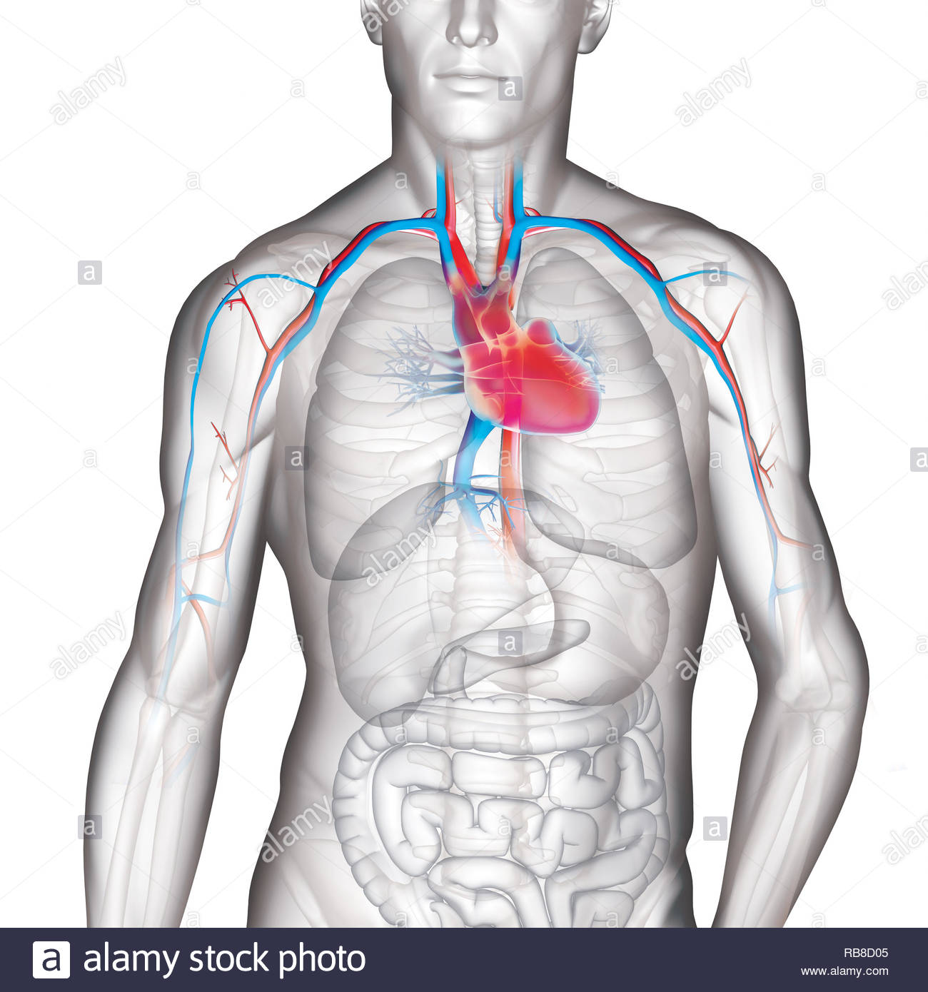 3 Dimensional Heart Stock Photos & 3 Dimensional Heart Stock Images - Alamy