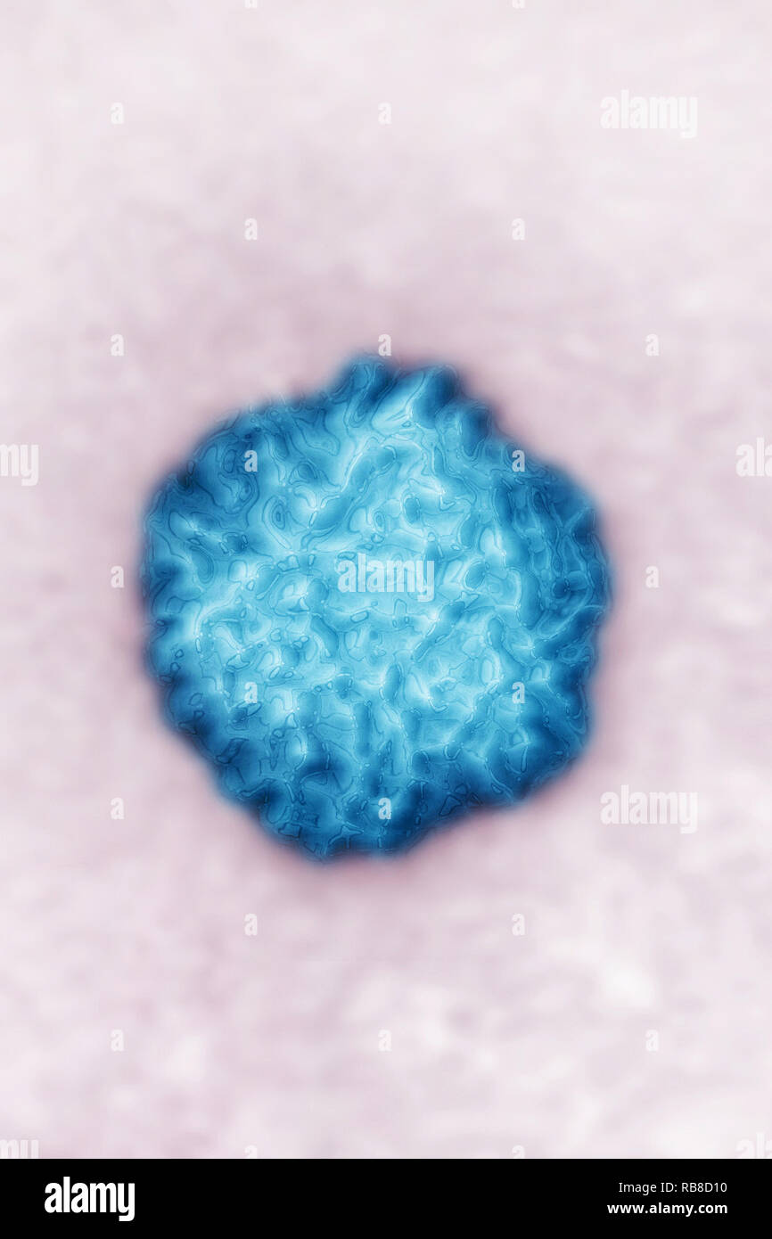 Adenovirus microscopy hi-res stock photography and images - Alamy