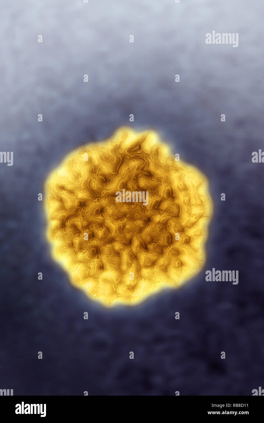 Adenovirus Micrograph High Resolution Stock Photography and Images - Alamy