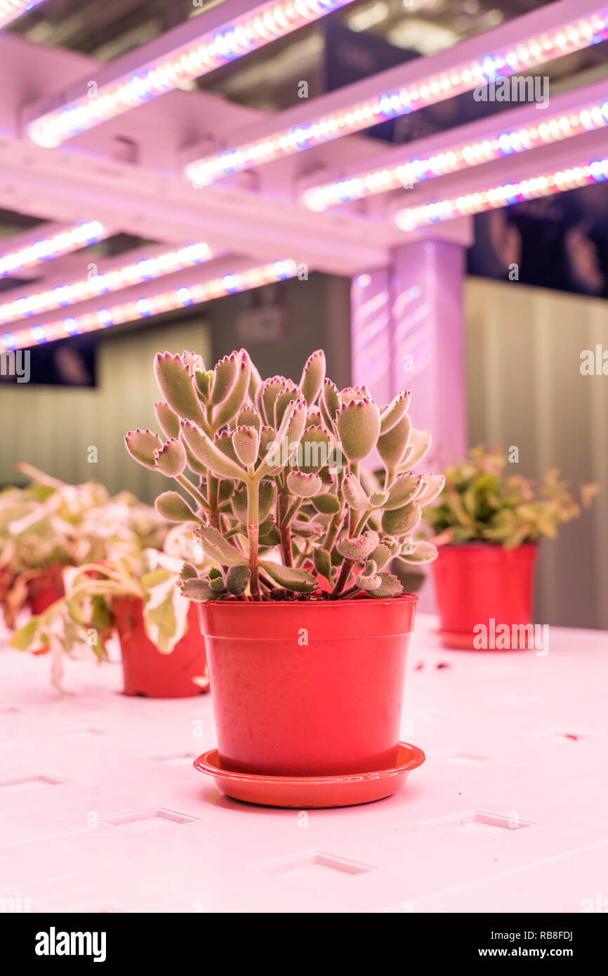 Organic hydroponic Miniature succulent plants (succulent cactus) grow ...