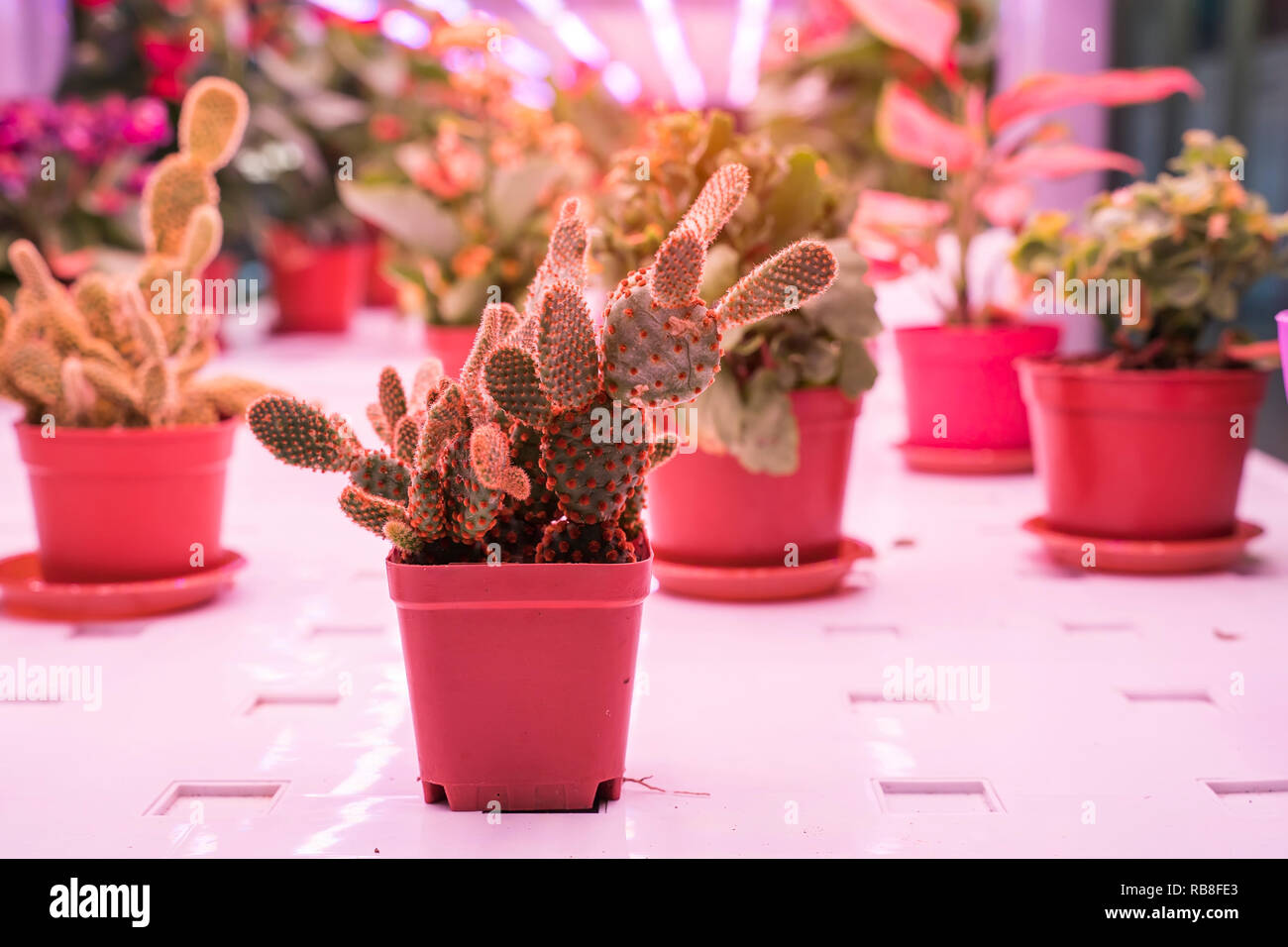 Organic hydroponic cactus grow with LED Light Indoor farm,Agriculture ...