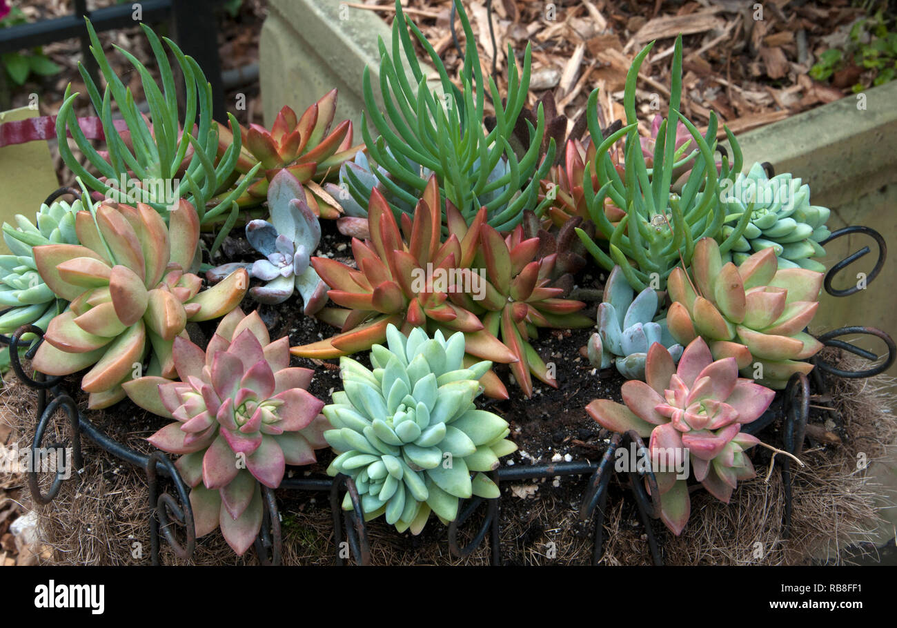 Planting Succulents High Resolution Stock Photography and Images - Alamy