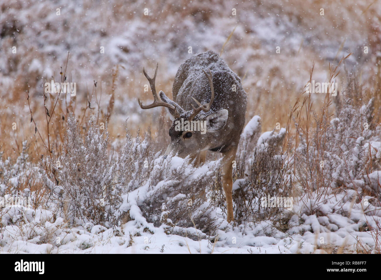 Big buck deer snow hi-res stock photography and images - Alamy