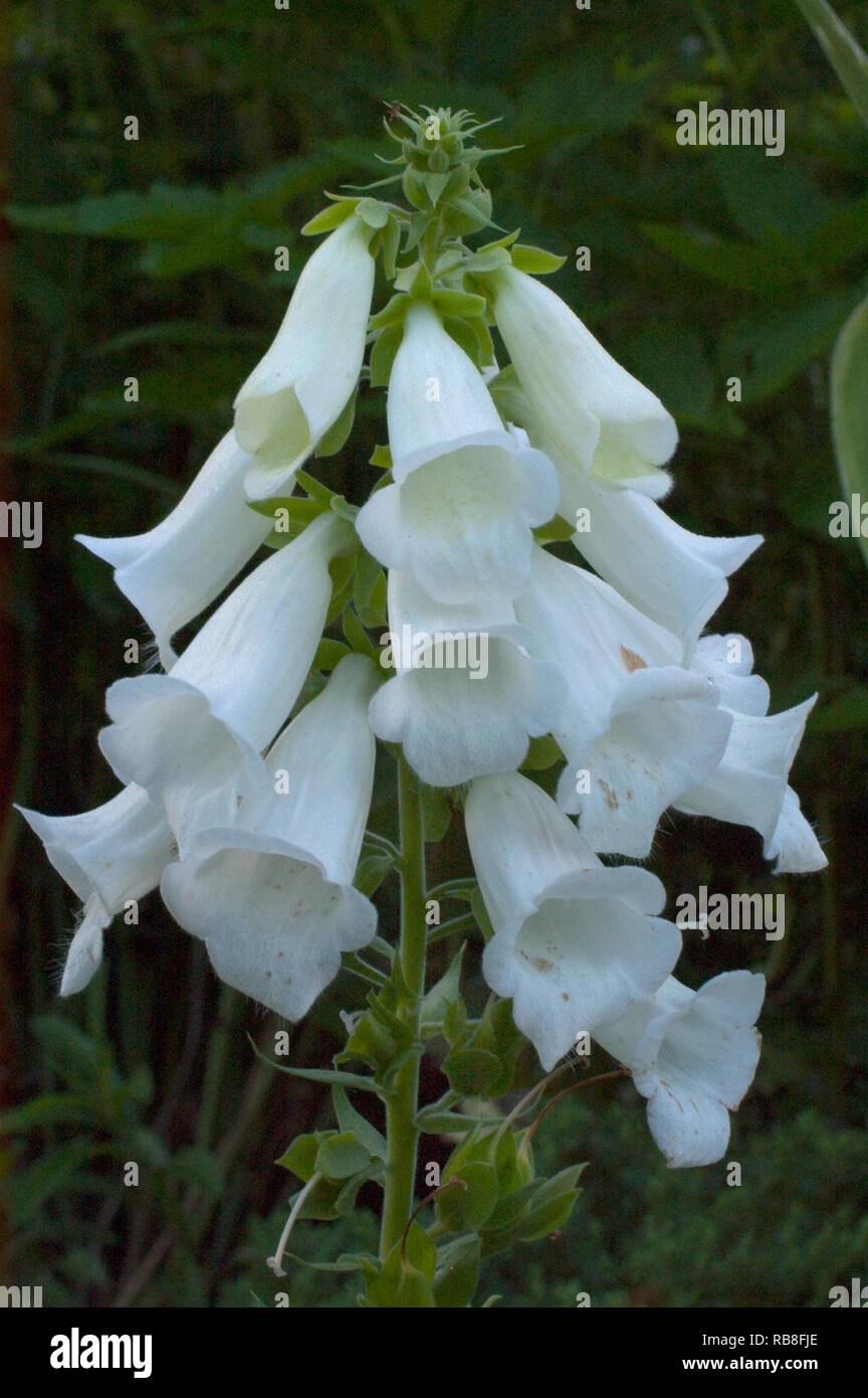 Digitalis Alba High Resolution Stock Photography and Images - Alamy