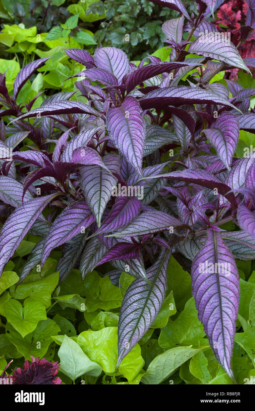Strobilanthes hi-res stock photography and images - Alamy