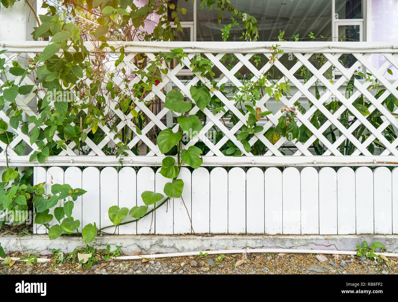 Devil's ivy on white wood fence Stock Photo - Alamy