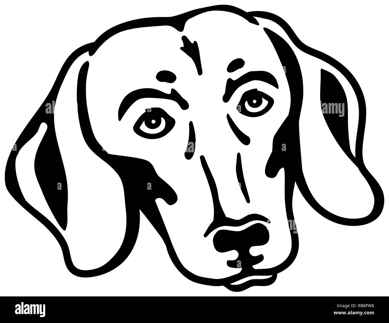 Dachshund head black and white Stock Photo - Alamy