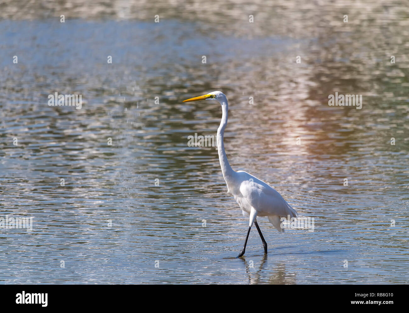 Great egret on the river Stock Photo - Alamy