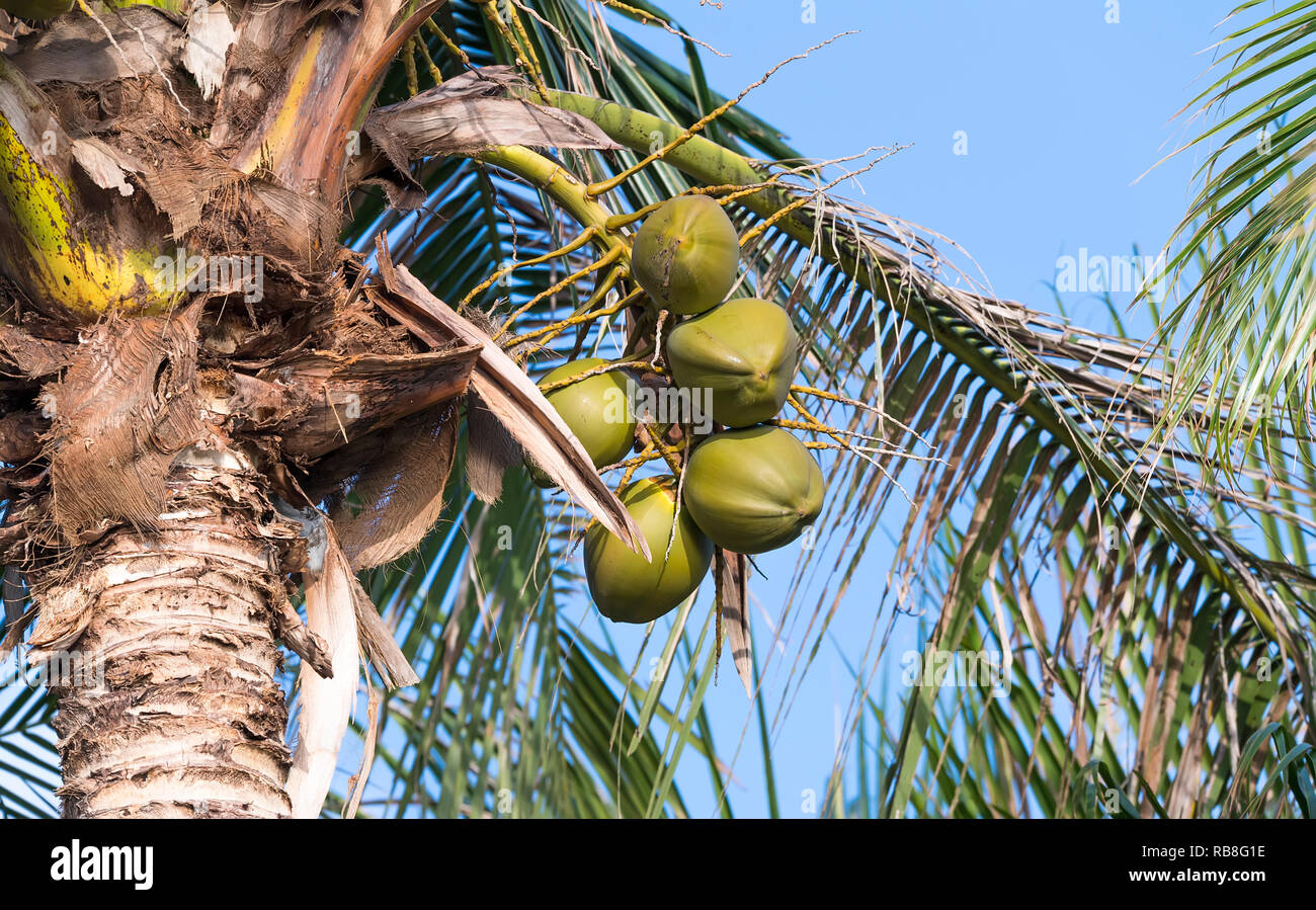 Coconut tree with many fruits Stock Photo - Alamy