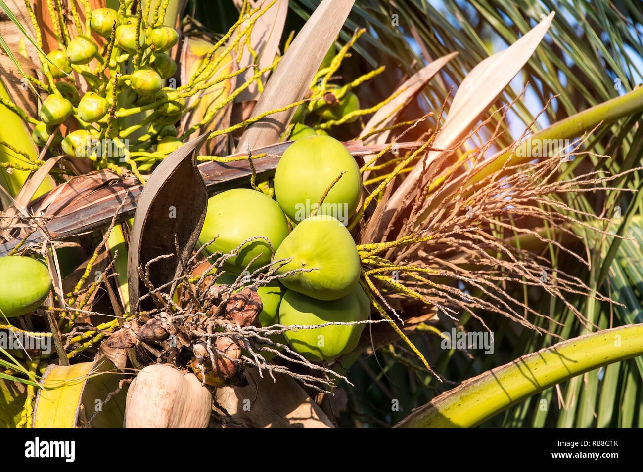Coconut tree with many fruits Stock Photo - Alamy