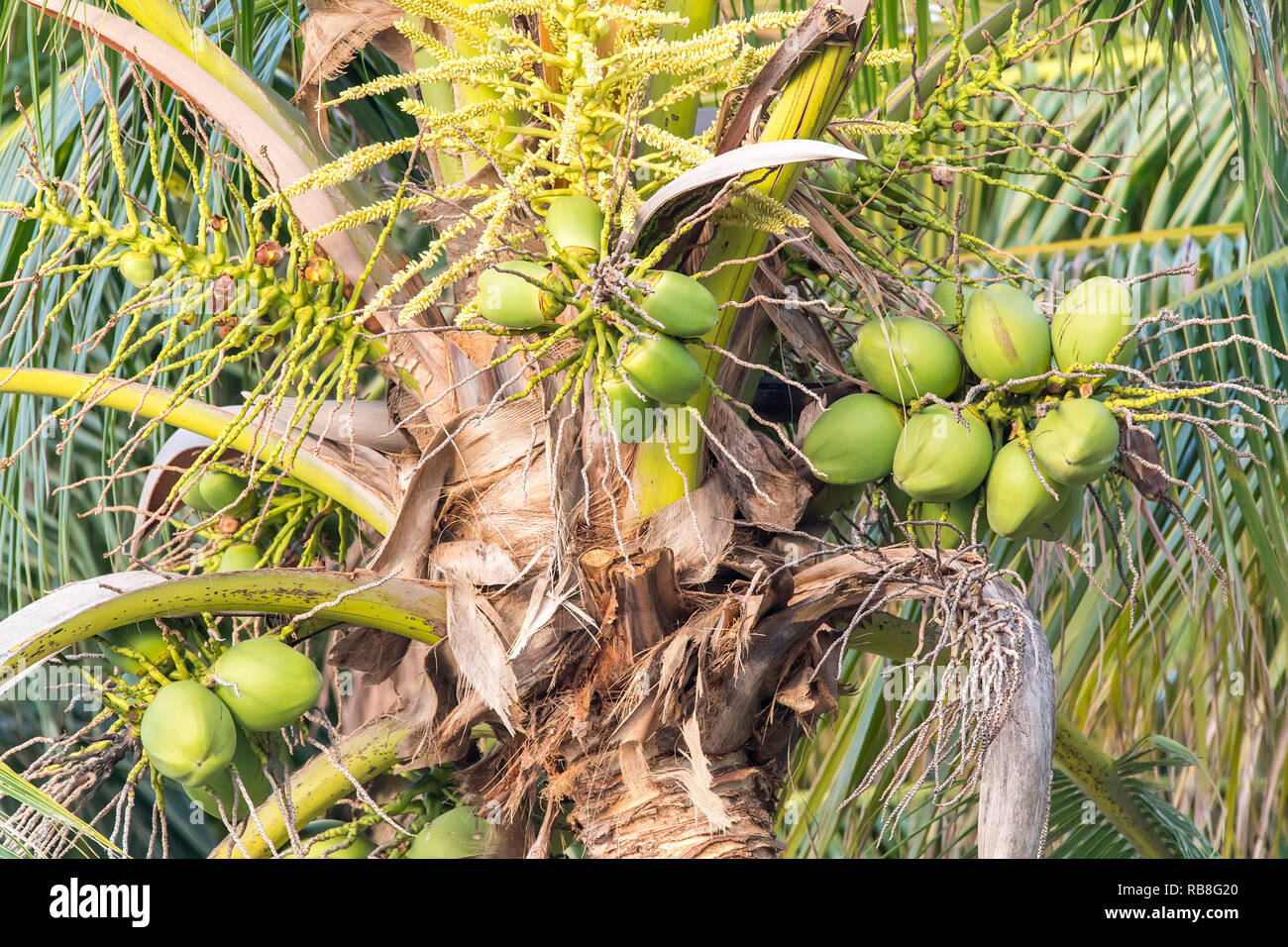 Coconut tree with many fruits Stock Photo - Alamy