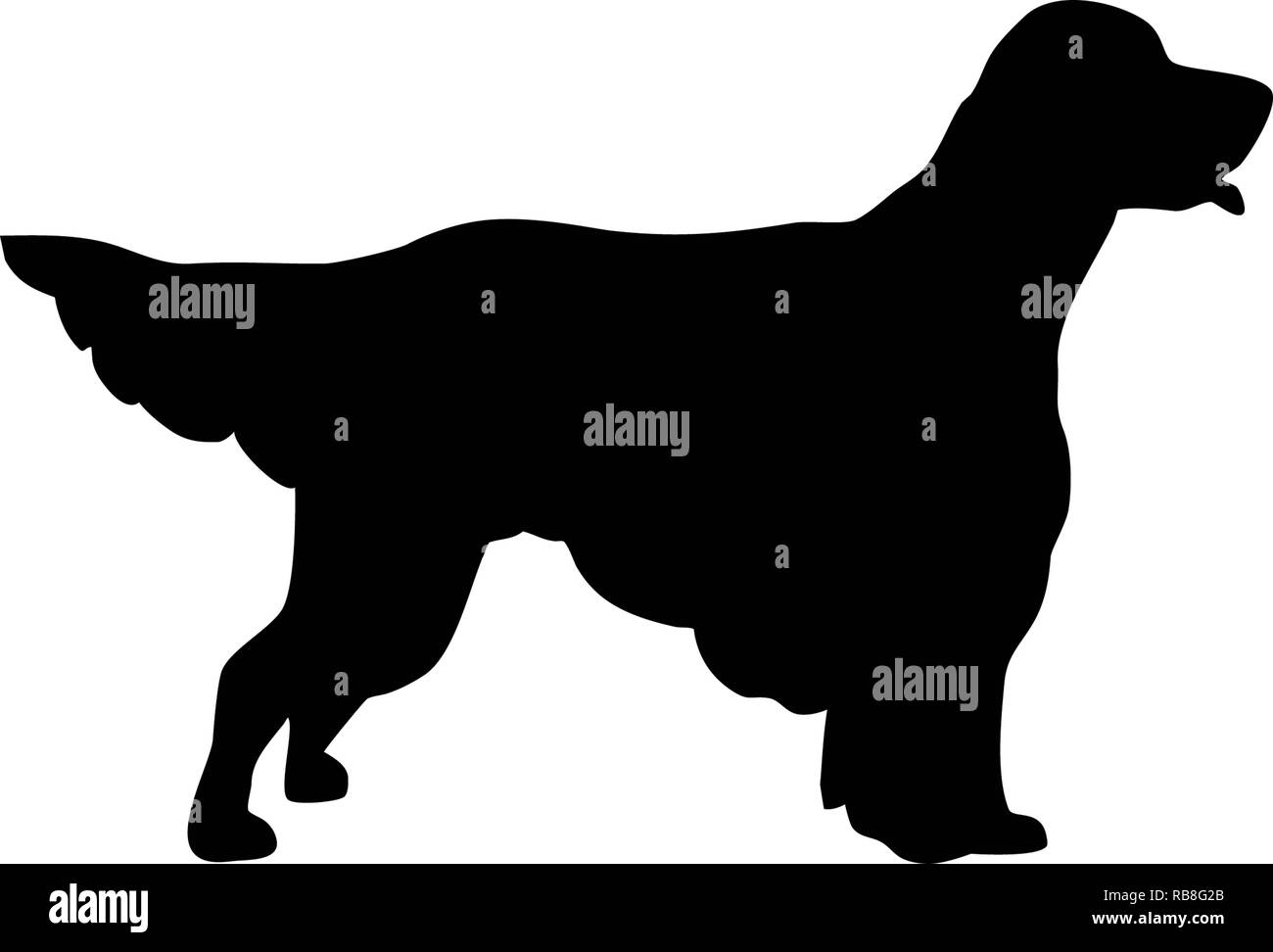English setter Cut Out Stock Images & Pictures - Alamy