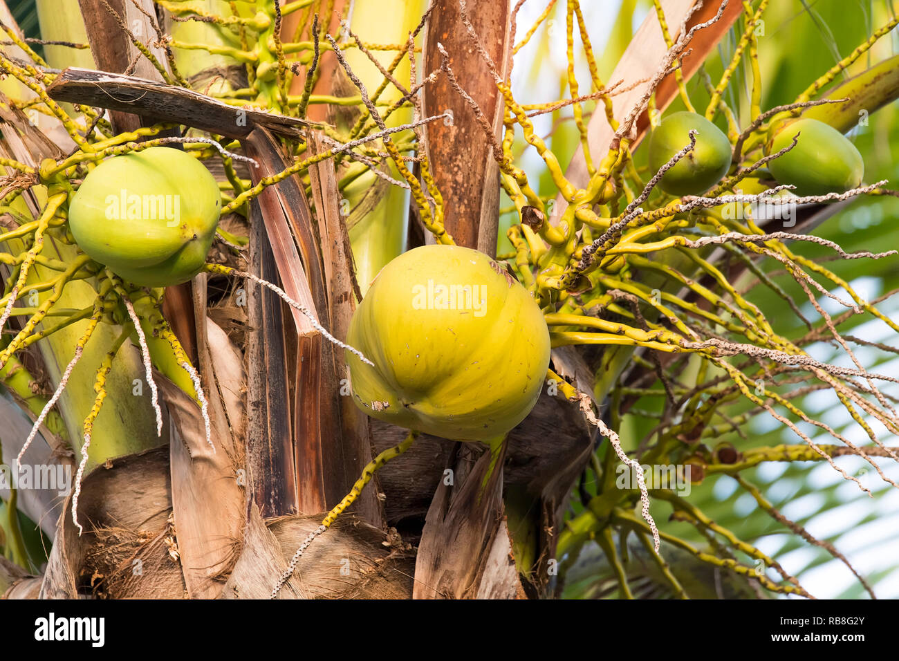 Coconut tree with many fruits Stock Photo - Alamy