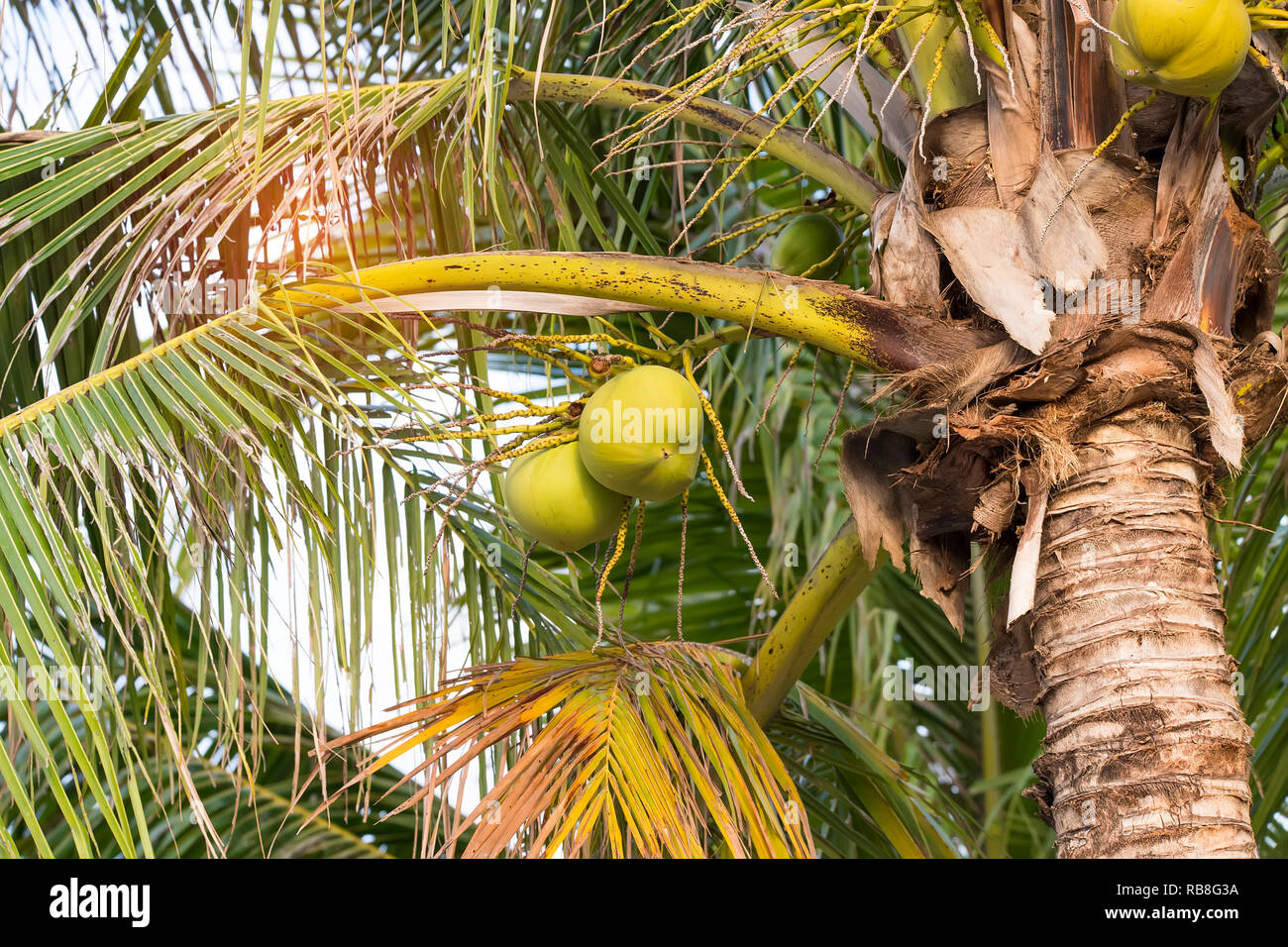 Coconut tree with many fruits Stock Photo - Alamy