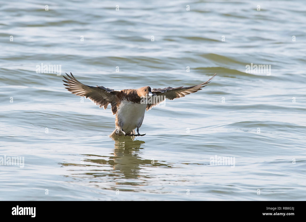 Mallard ducks flying in front hi-res stock photography and images - Alamy