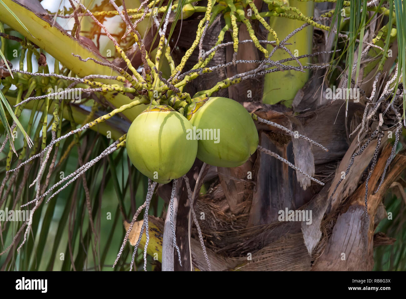Coconut tree with many fruits Stock Photo - Alamy