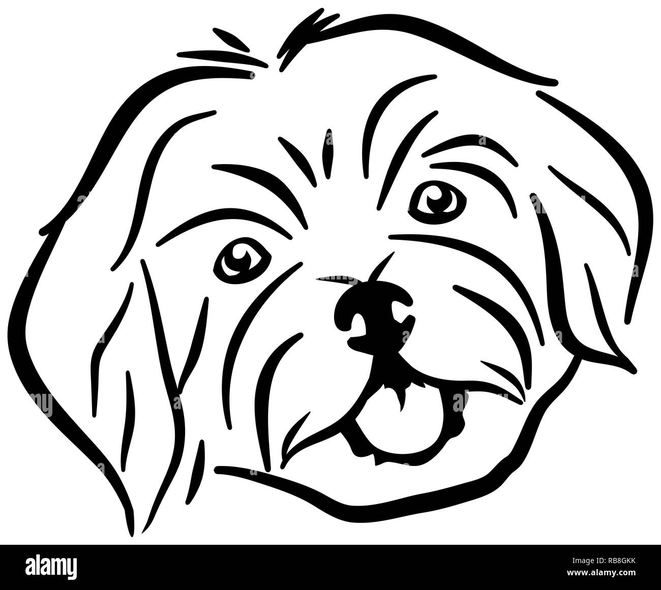 Havanese head black and white Stock Photo - Alamy