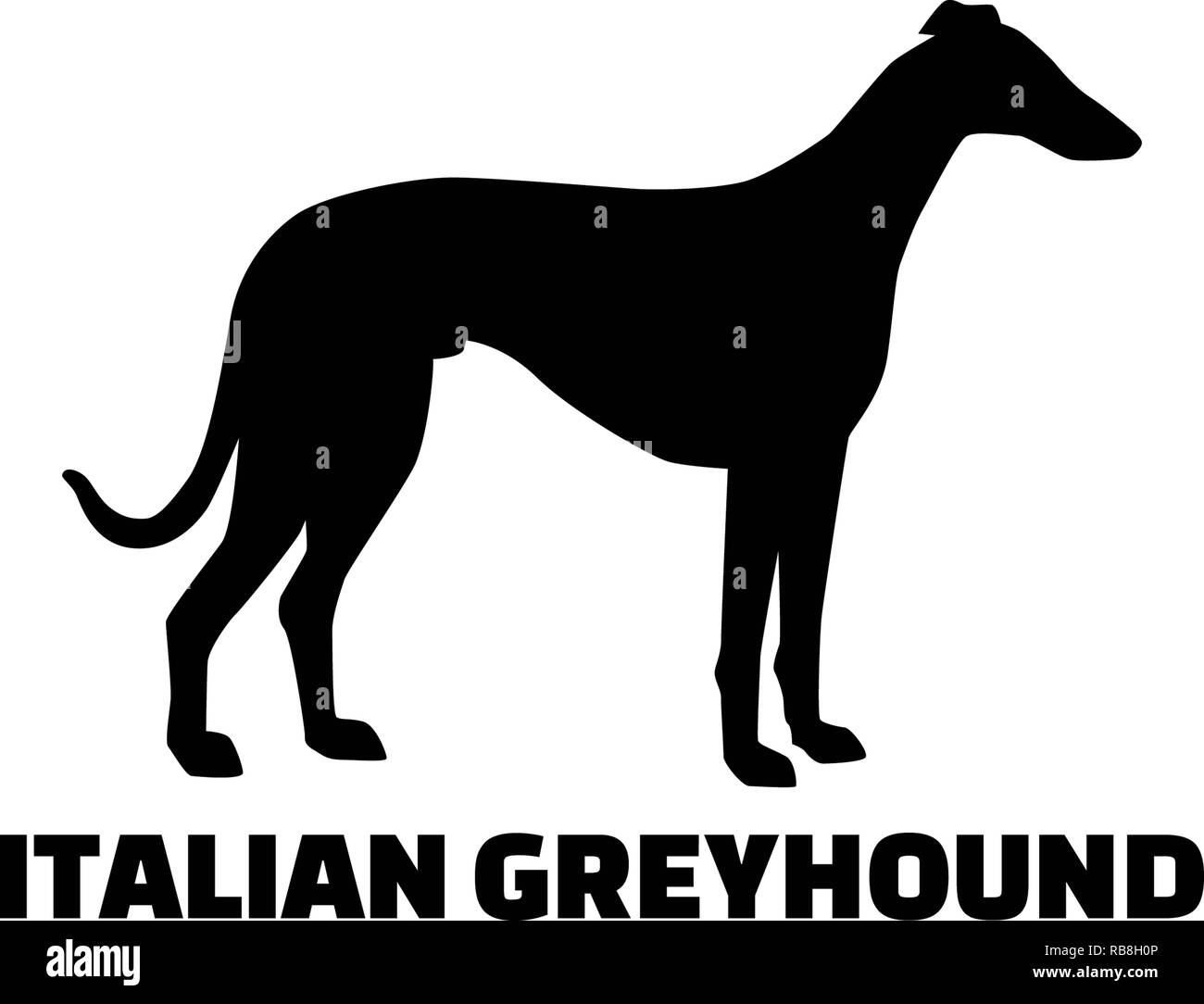 Miniature Italian Greyhound Black And White