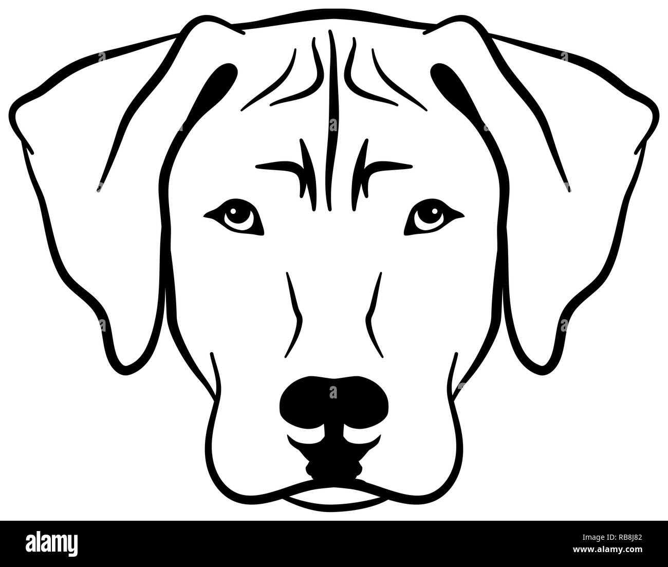 Rhodesian Ridgeback head black and white Stock Photo - Alamy