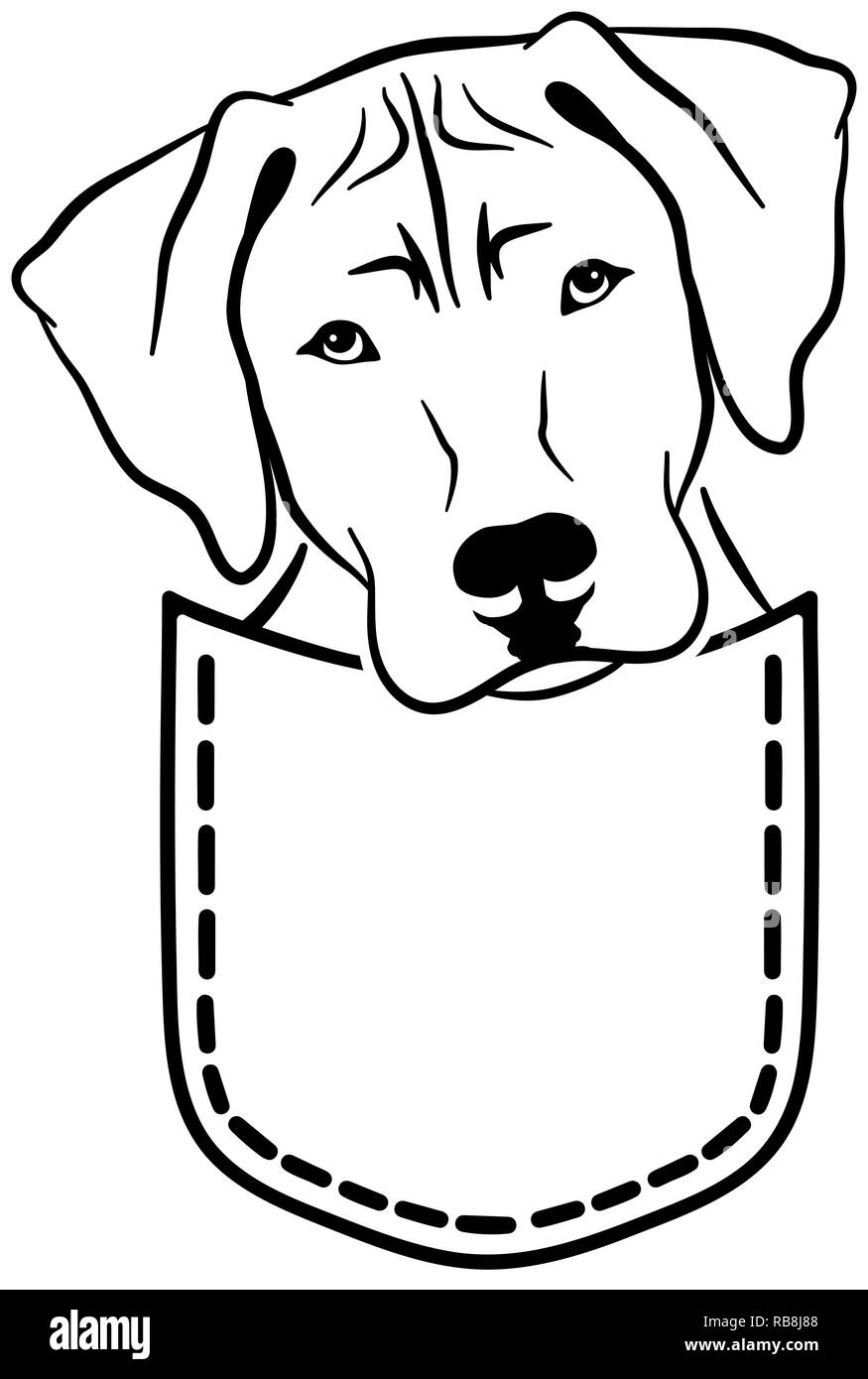 Rhodesian Ridgeback in a pocket black and white Stock Photo - Alamy