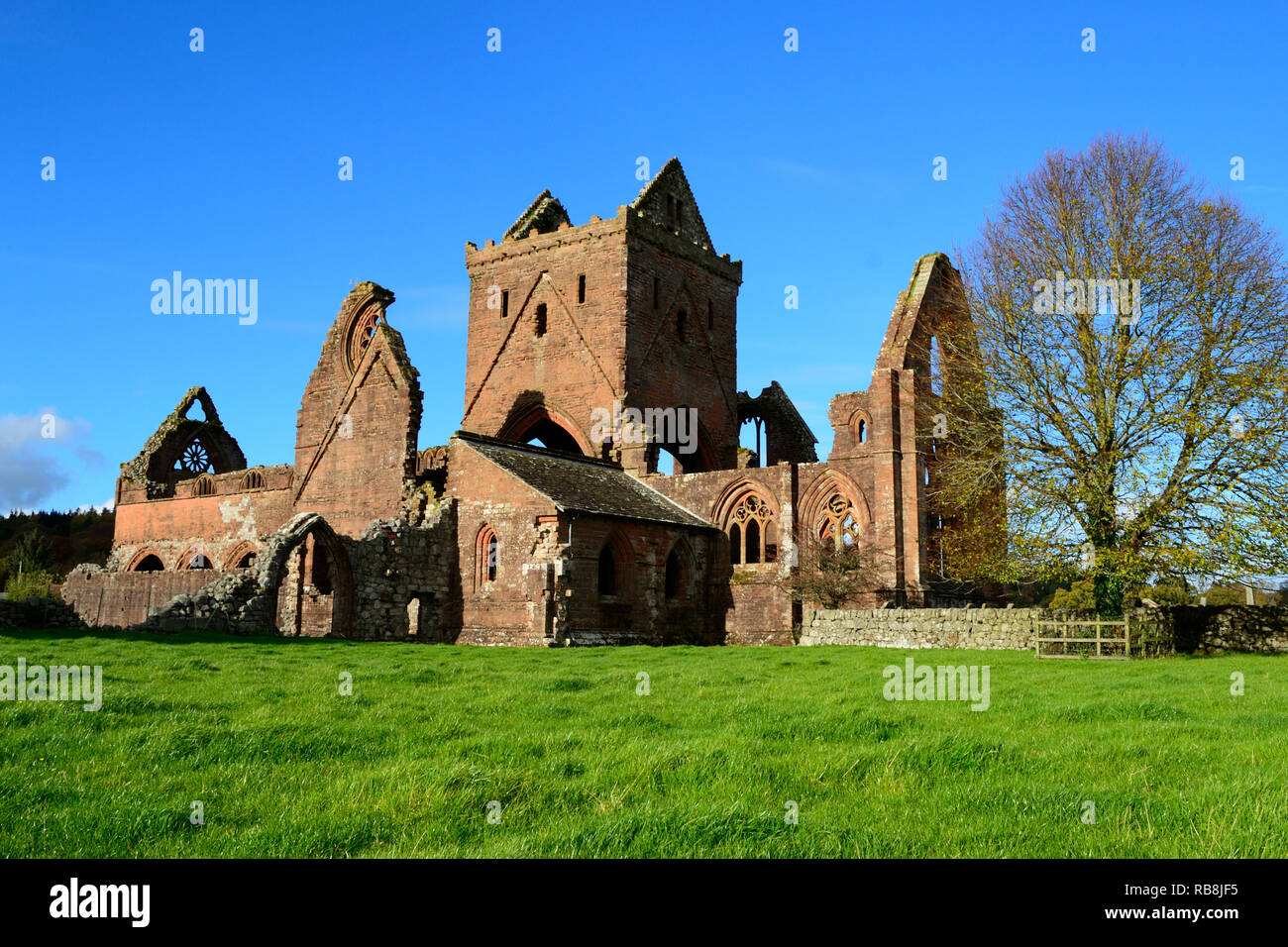 The old ruins of Sweetheart Abbey - an old Cistercian monastery ...
