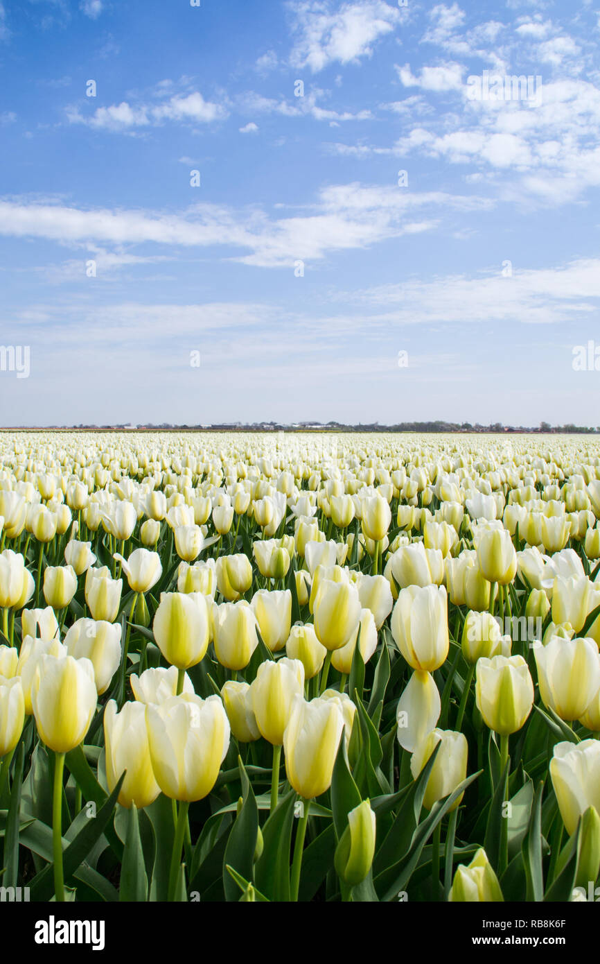 The tulip fields on a beautiful sunny Spring afternoon. Holland ...