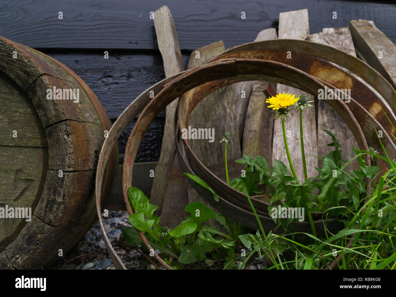 The old cask ale barrels and flower against the wall of old Dutch ...