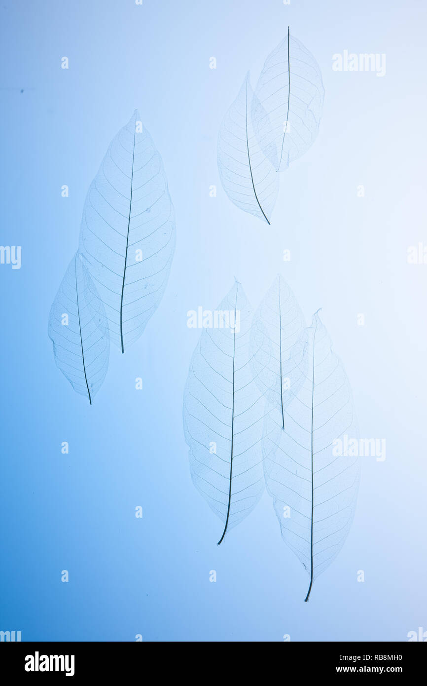 Transparent leaf hi-res stock photography and images - Alamy