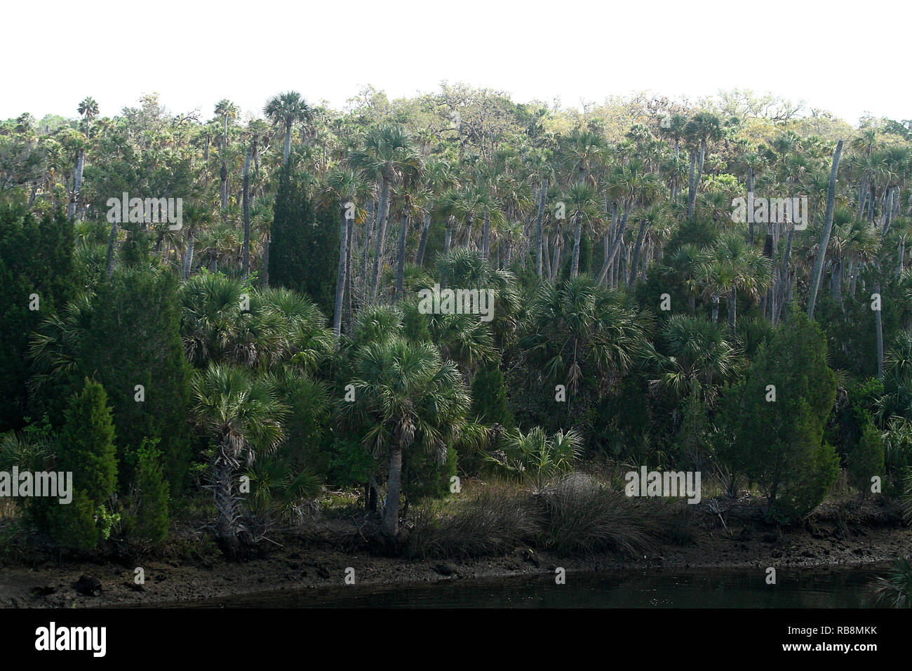 Palm trees grove in West Florida, on the Gulf of Mexico coast Stock ...