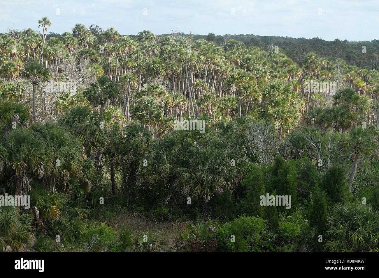 Tropical lowland evergreen forest hi-res stock photography and images ...