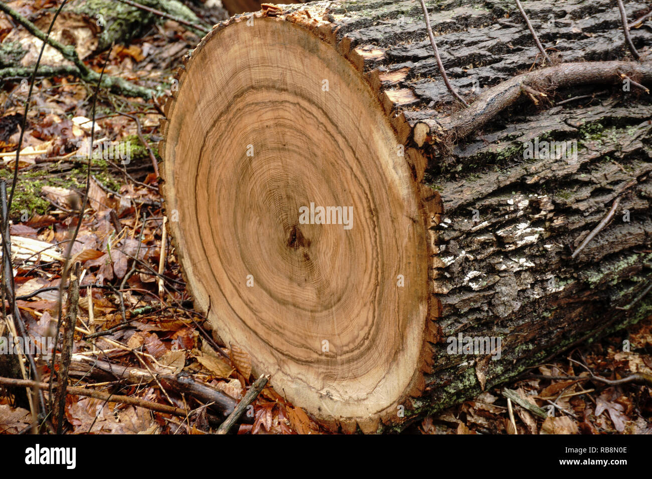 Pine log state forest hi-res stock photography and images - Alamy