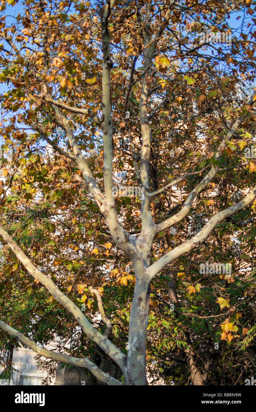 Green maple tree with leaves falling in london Stock Photo - Alamy