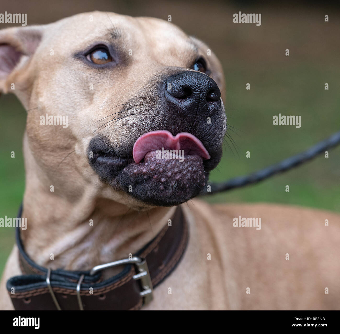 portrait brown American pit bull terrier , selective focus Stock Photo ...